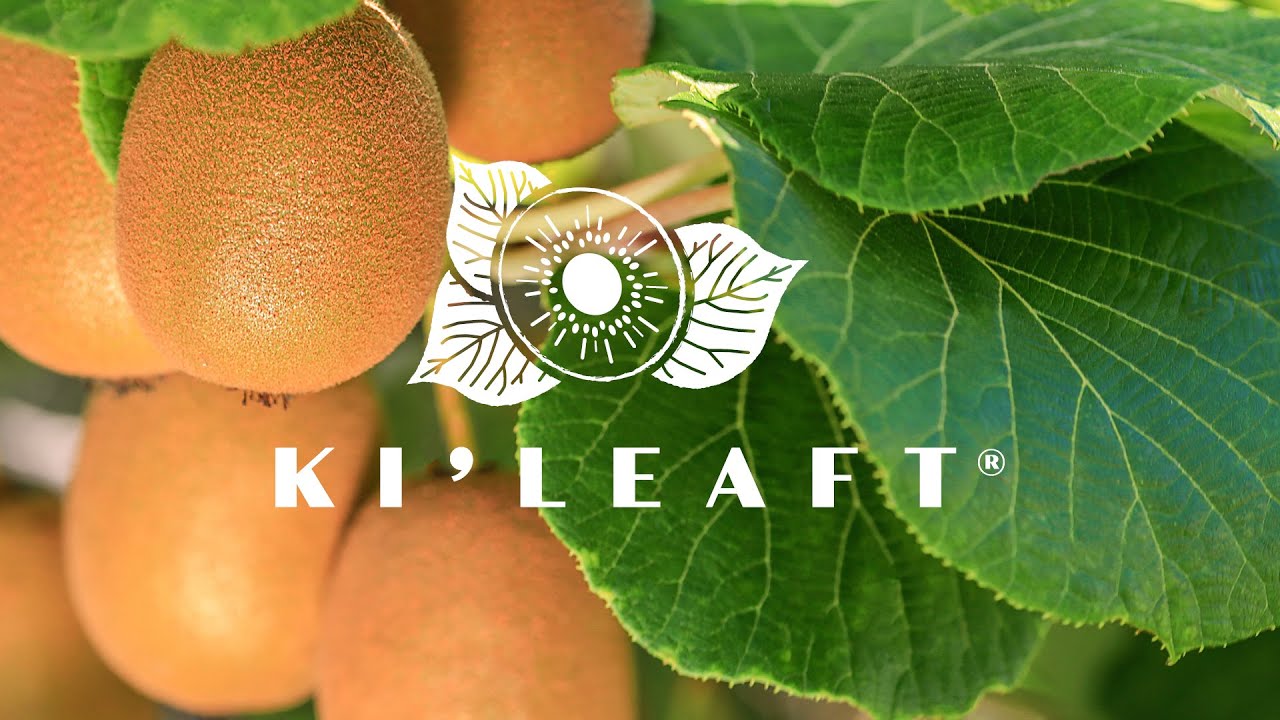 Ki’Leaft®, Groupe Berkem’s new active ingredient from kiwi leaves 🥝🍃 - YouTube