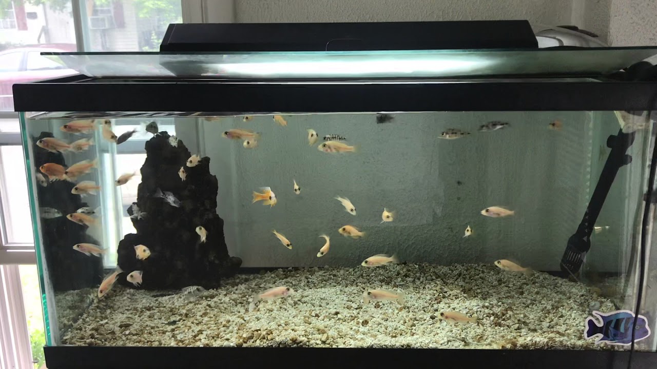 Quick update on the freshwater fish room! - YouTube