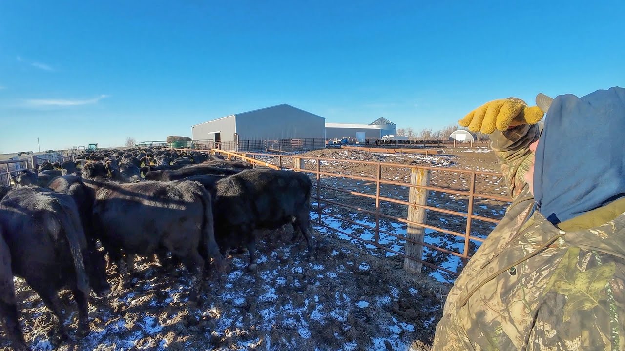 A lot of Work! Calving all these Cows - YouTube