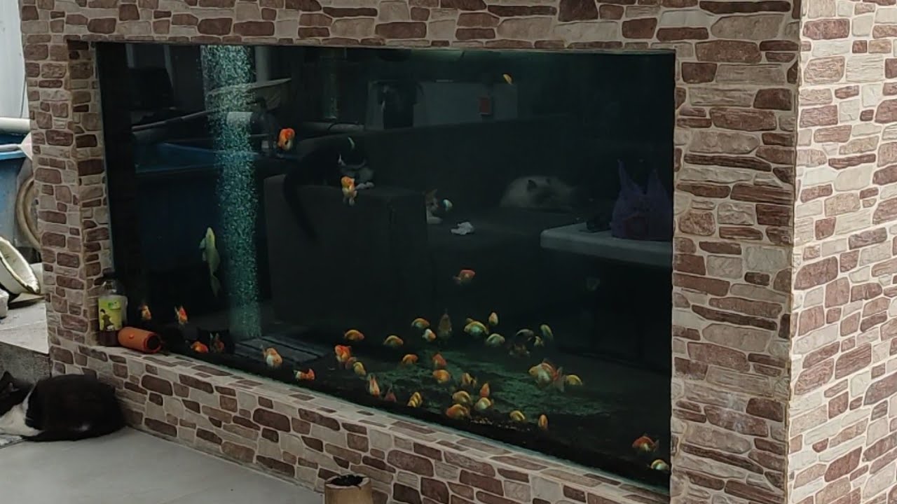 An amazing idea to build a fish aquarium with tiles 👌👌 #jakeh. # ...
