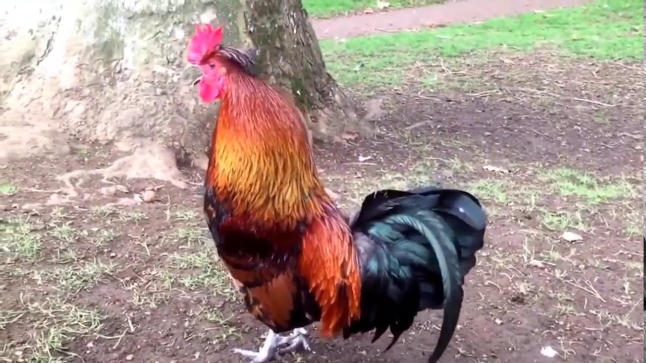 Horoz çeşitleri :) - YouTube