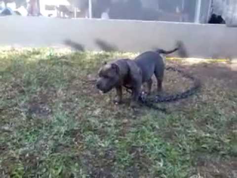 BULLY BREED GATOR BOY @ 5 MONTHS MIKELAND/GOTTILINE - YouTube