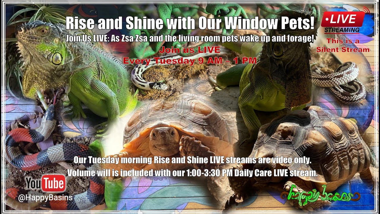 Peaceful Morning LIVE Stream with Zsa Zsa and Our Living Room Pets on ...