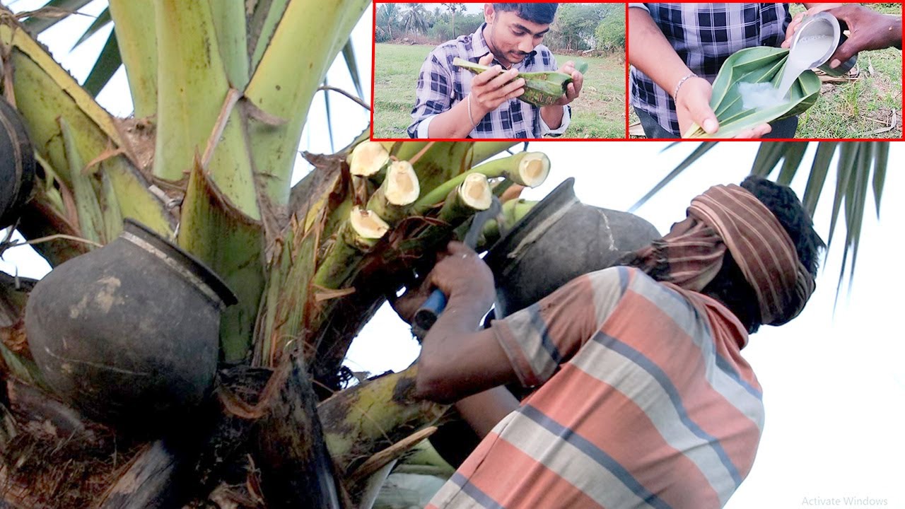 Amazing Toddy Tapping Skills In My Village | Toddy Taper Collecting ...
