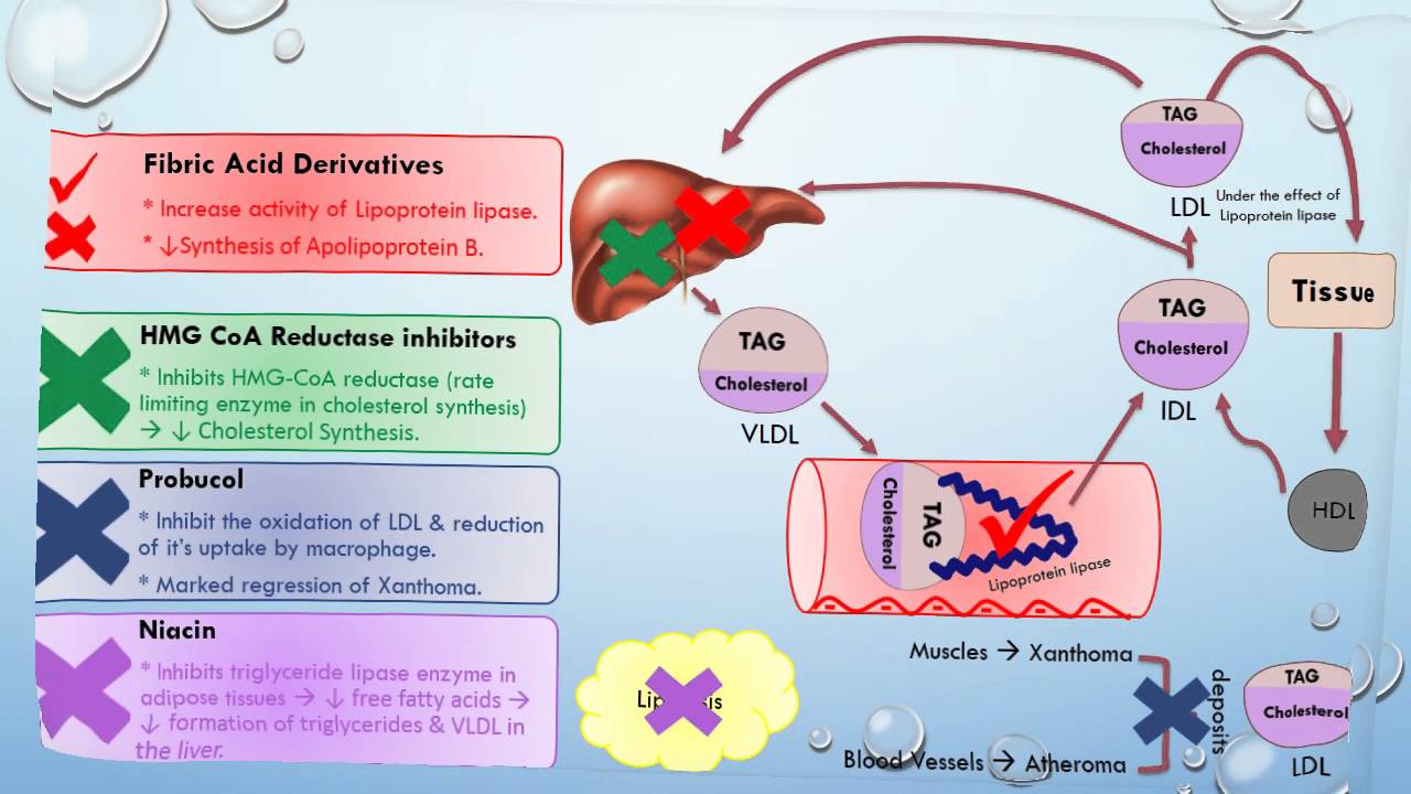 Lines of treatment of Hyperlipoproteinemia - YouTube
