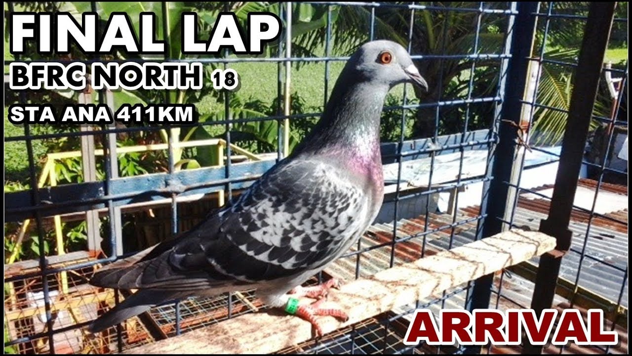 BFRC FINAL LAP 411KM STA ANA NORTH18 RACING PIGEON - YouTube