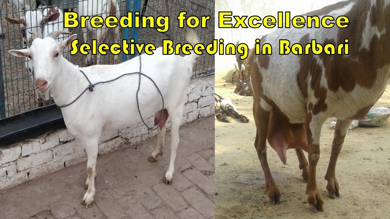 Idea of Selective Breeding in Barbari Goat in India - Initial Success ...