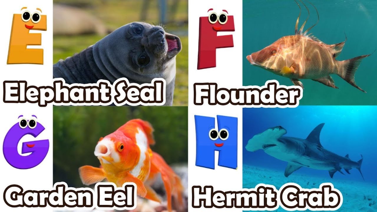 ABC Sea Animals song | Alphabets Kids song | Learn Alphabets, English ...