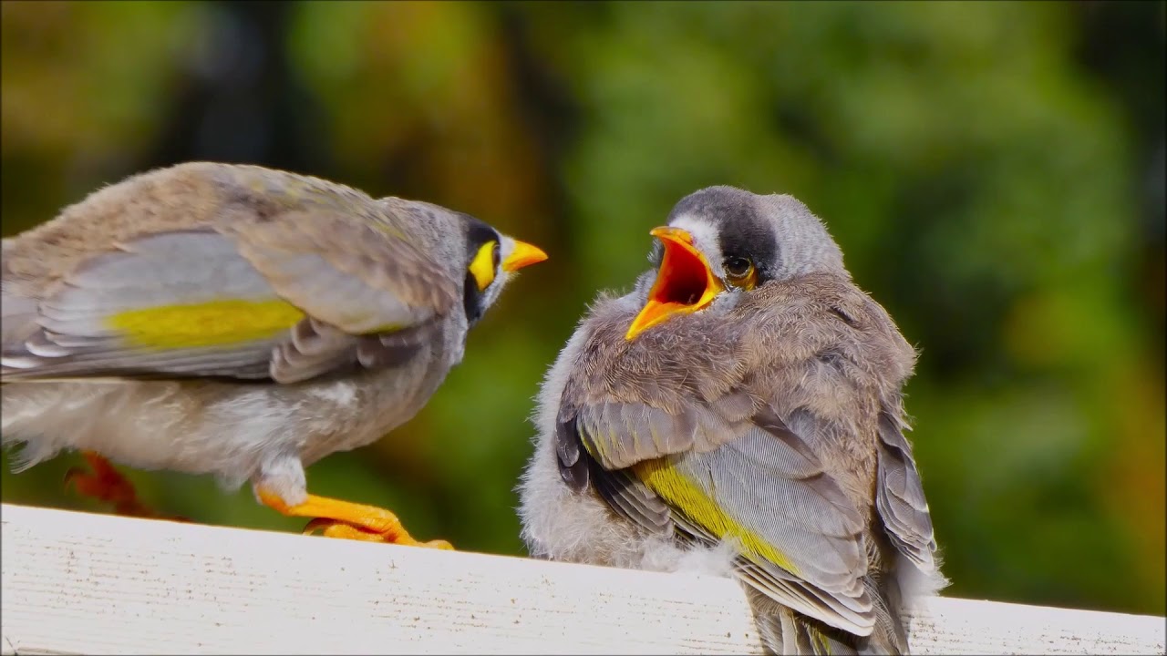The "Noisy Minor" baby bird being fed - YouTube