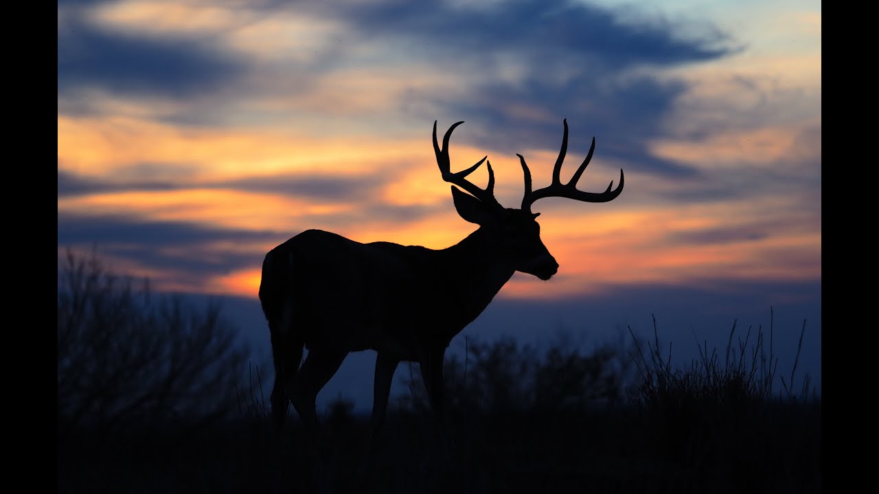 La Bota Ranch - If You're Gone - YouTube