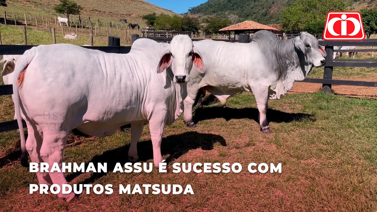 Animais da raça Brahman tem sucesso com pastagem e mineralização ...
