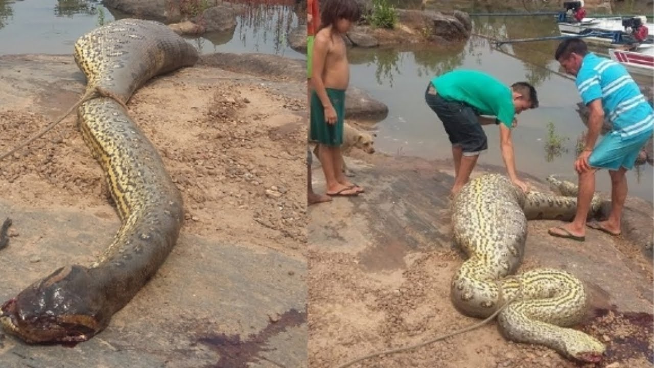 AMAZÔNIA SELVAGEM, AS COBRAS GIGANTES ENCONTRADAS NO BRASIL. - YouTube