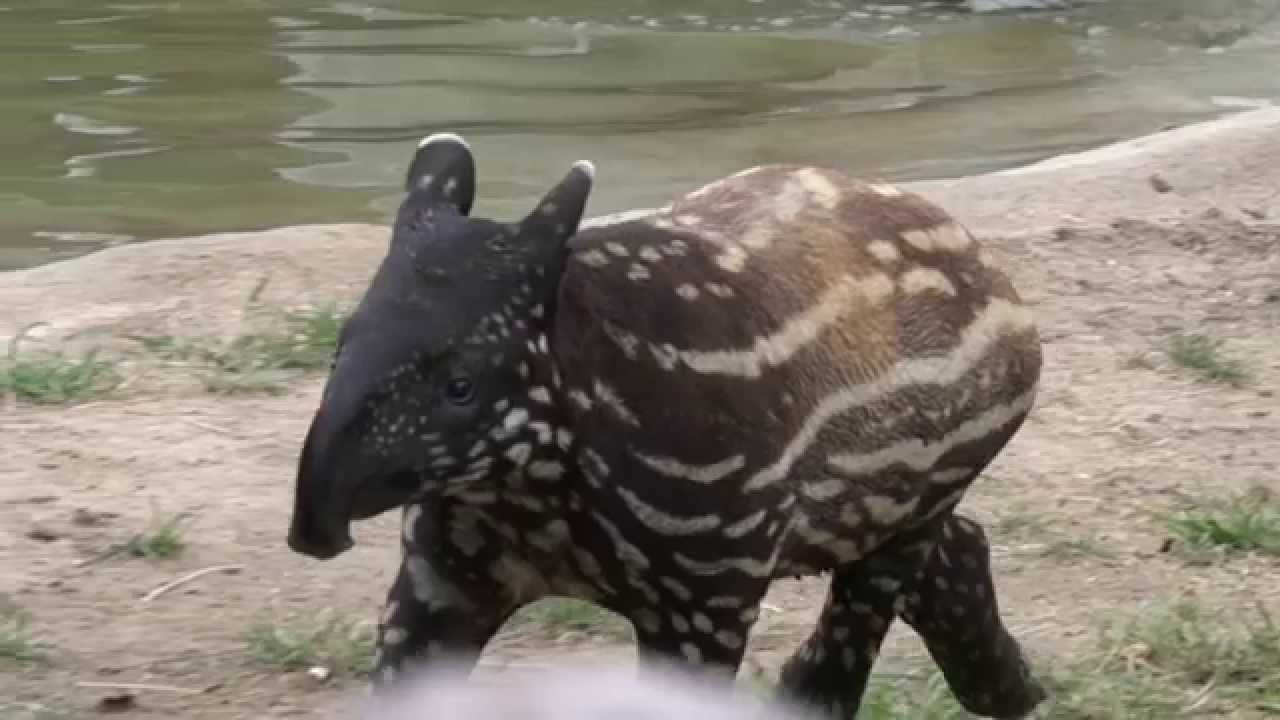 Baby Malayan Tapir Running In Super Slow Motion - YouTube