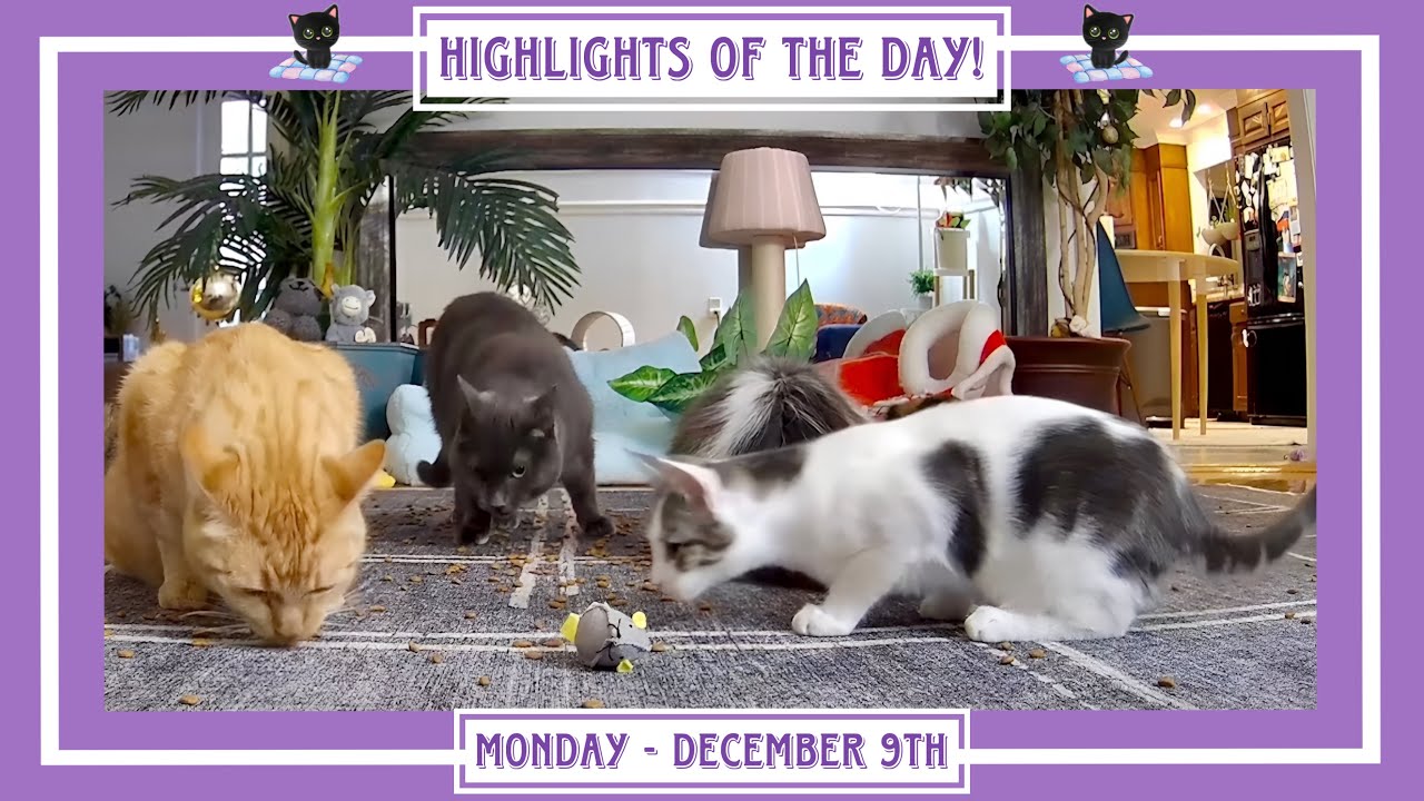 Highlights of the Day! - Monday - December 9th. - YouTube