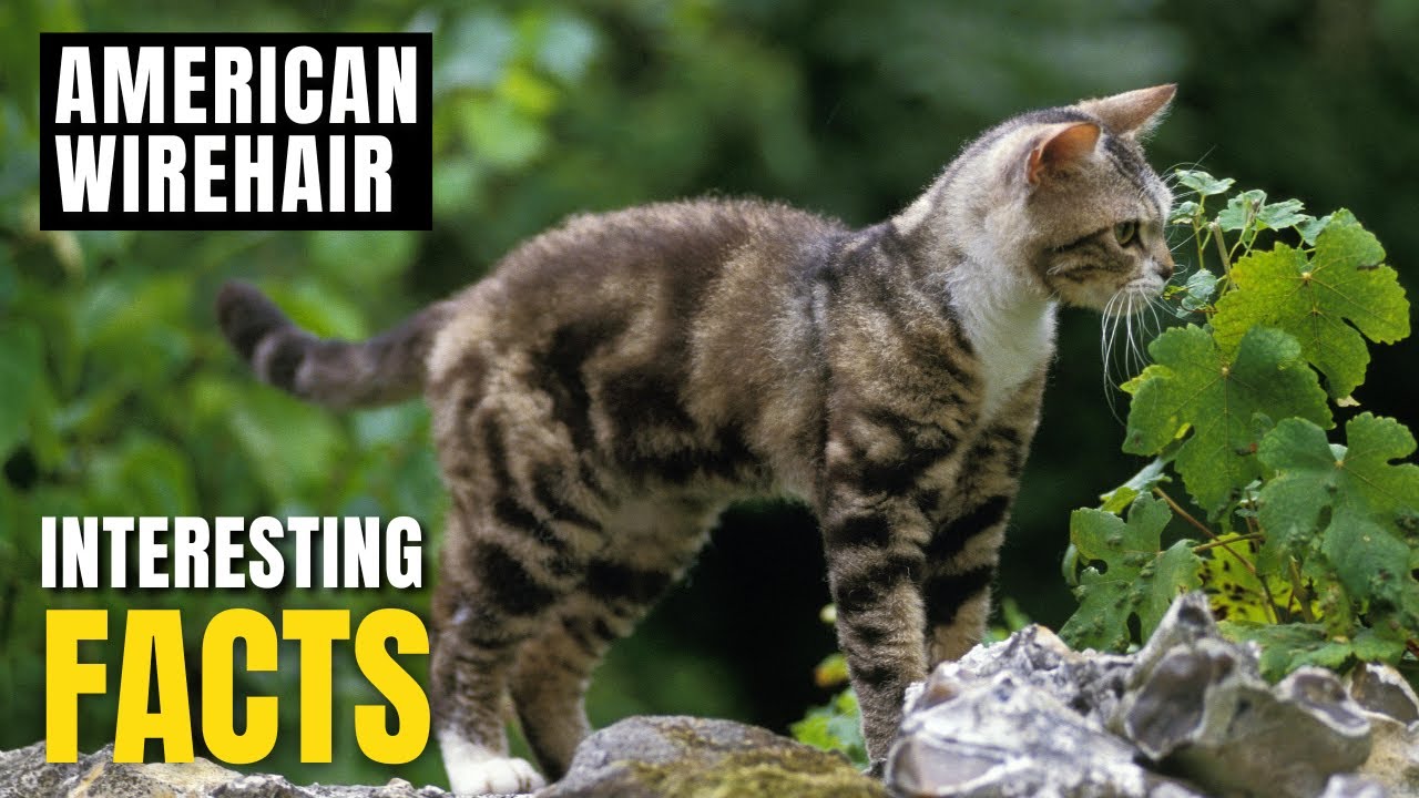 Amazing facts of American Wirehair | Interesting Facts | The Beast ...