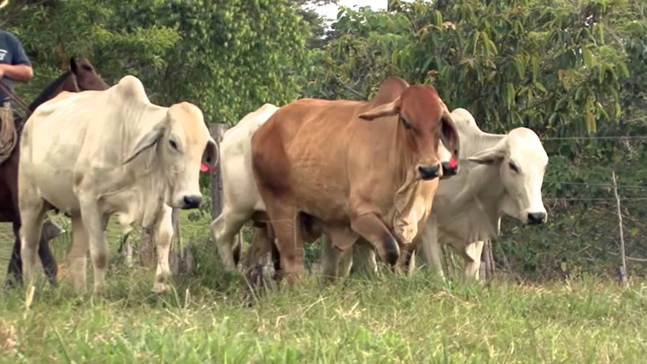 2013: VACAS PREÑADAS PURAS, PESO PROMEDIO 496.00 KG, PUERTO BERRÍO ...