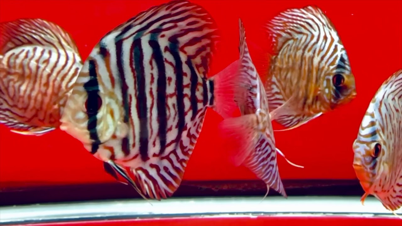 Tiger Turquoise Discus - December 2019 Shipment - YouTube