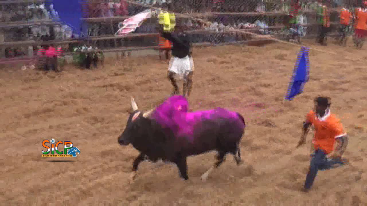 Senthamangalam Jallikattu | Namakkal - YouTube