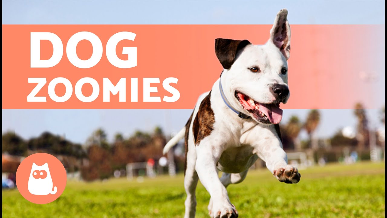 My DOG FREAKS OUT for No Reason 🐶💥 | Zoomies or FRAP in DOGS - YouTube