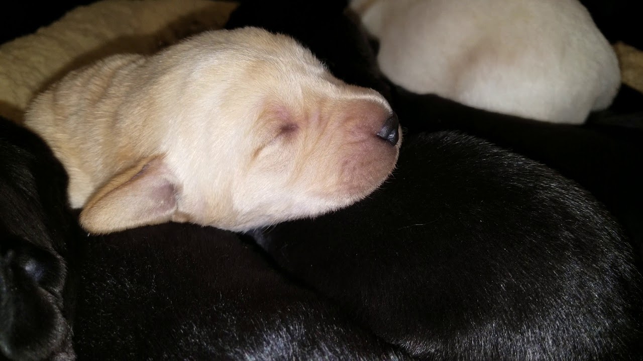 Puppy sounds, woof! - YouTube