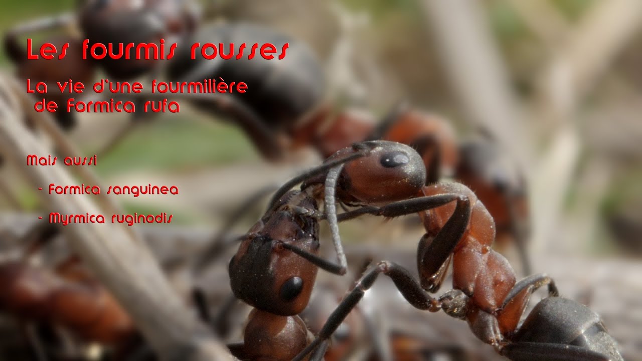 Les fourmis rousses des bois - YouTube