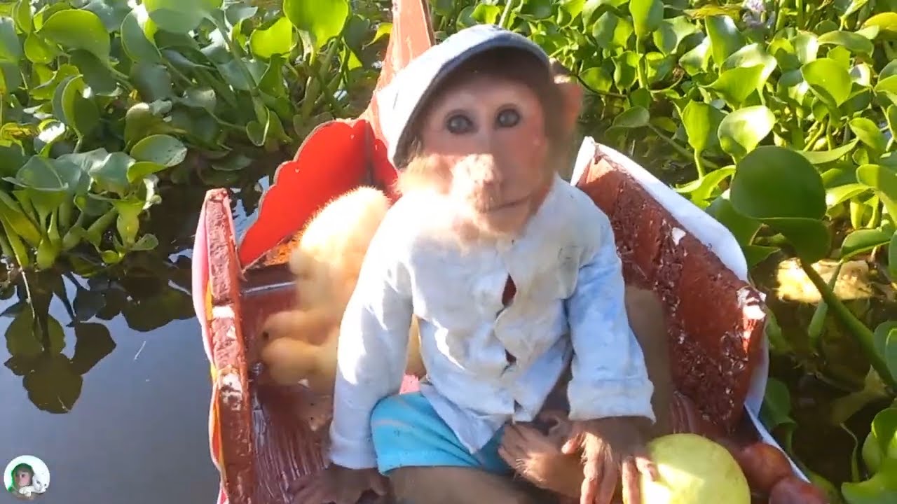 Monkey Mimi takes the duckling out to play and picks fruit to eat ...