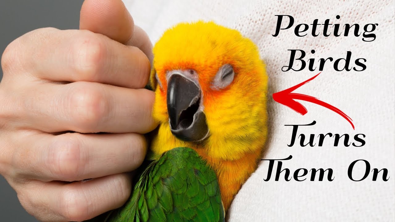 10 Disturbing Facts You Never Wanted To Know About Animals YouTube 10-disturbing-facts-you-never-wanted-to-know-about-animals-youtube