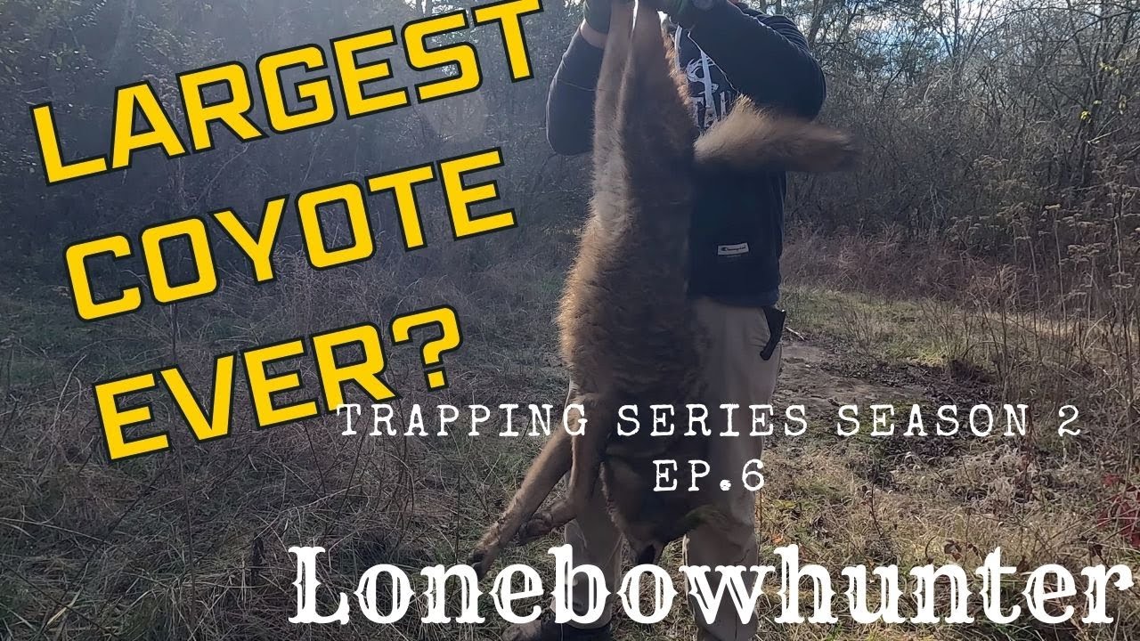 Ancient old coyote on the trapline.( trapping series season 2 episode 6 ...