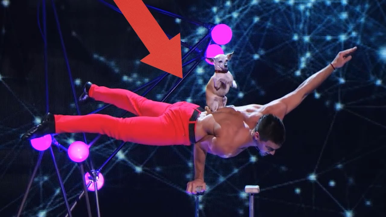A Dog Turns Into An Acrobat? What You'll See WILL AMAZE YOU - YouTube