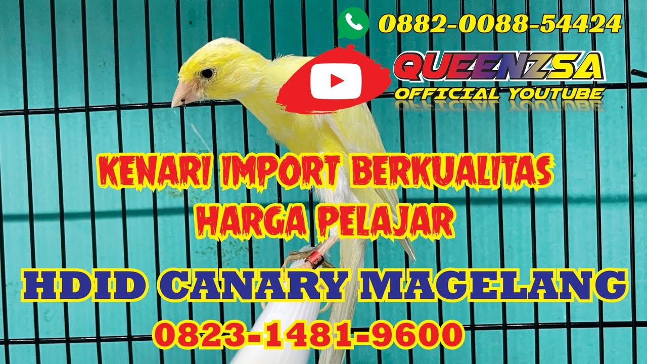 KENARI SF & BB IMPORT HARGA MURAH BERKUALITAS - YouTube