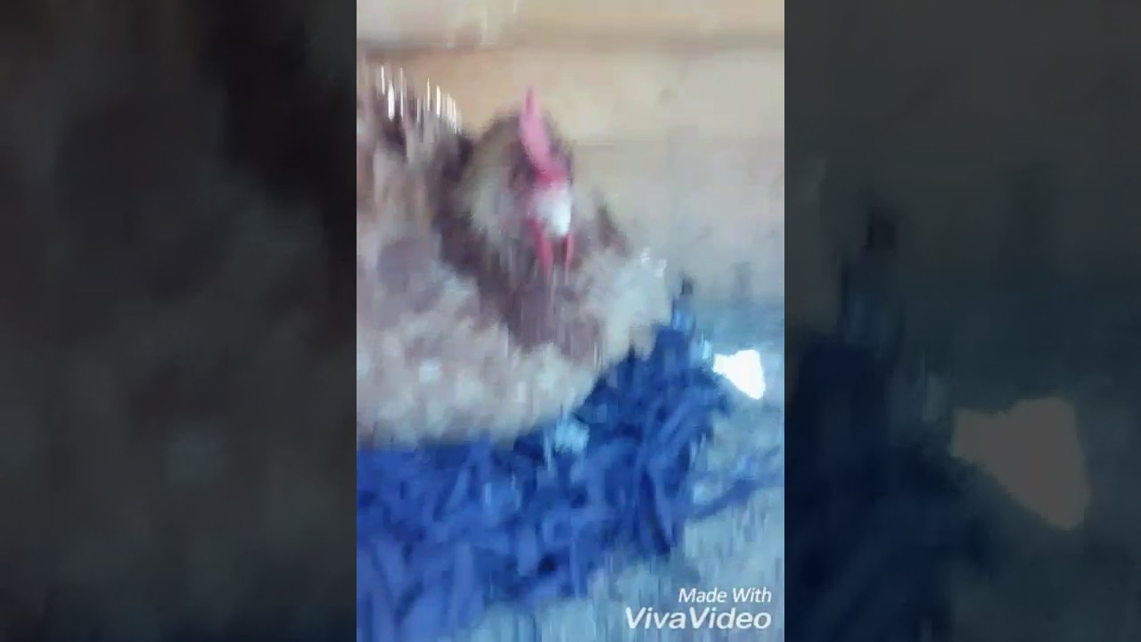 how make to chicken agge - YouTube