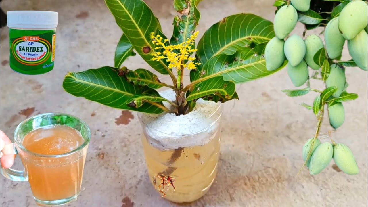 Cutting fruit tree in aloe vera, banana - YouTube
