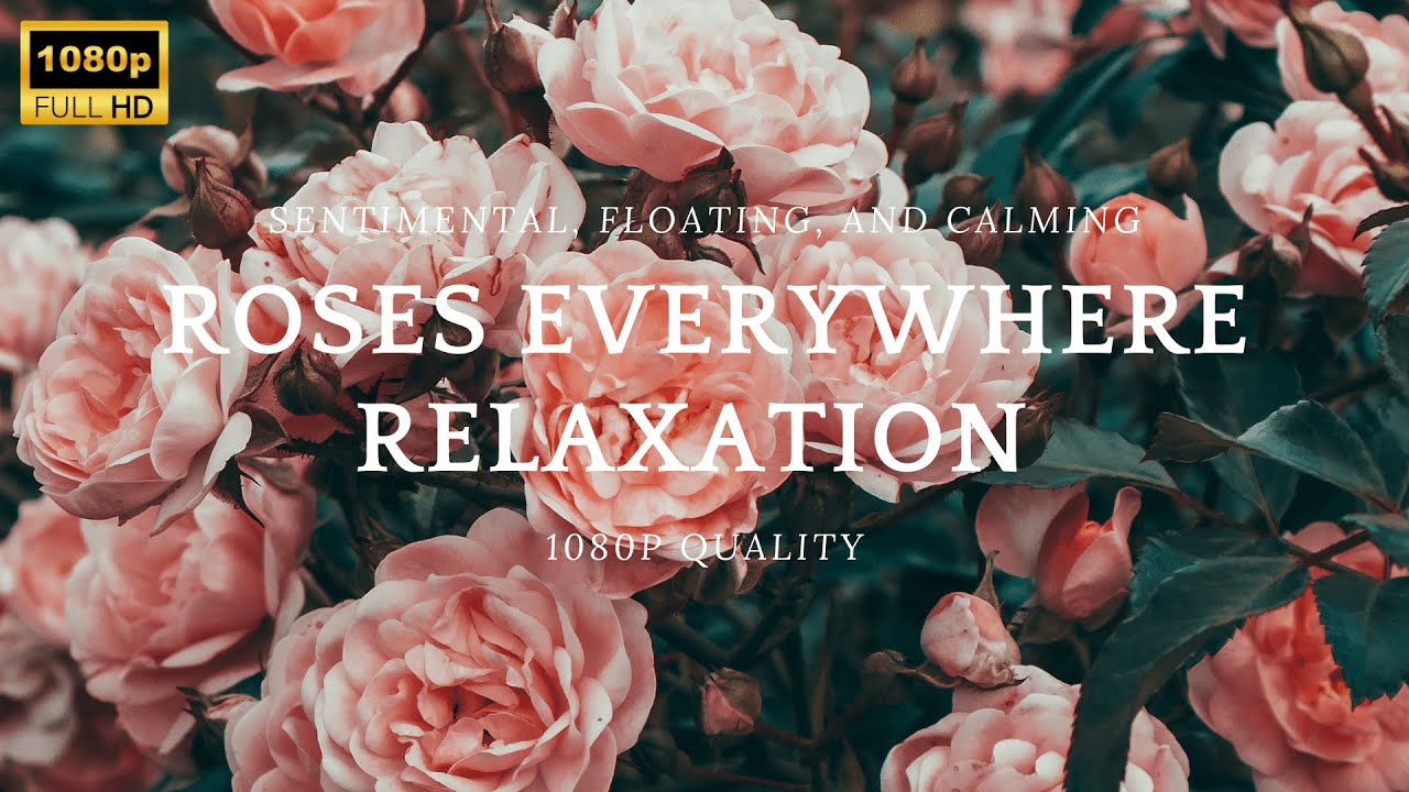 Roses Relaxation, Dreamy, Ambient, Smooth, Floating, Sentimental Stress ...