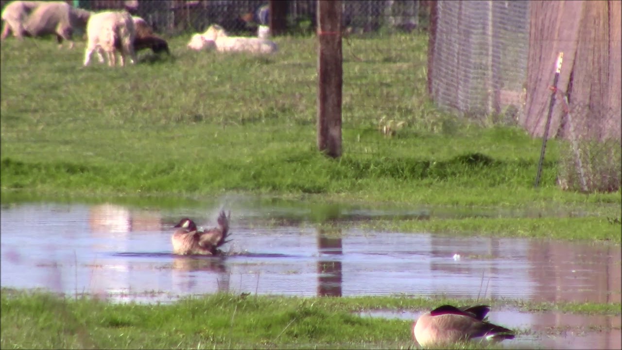 Canadian Honkers on the Pond - YouTube