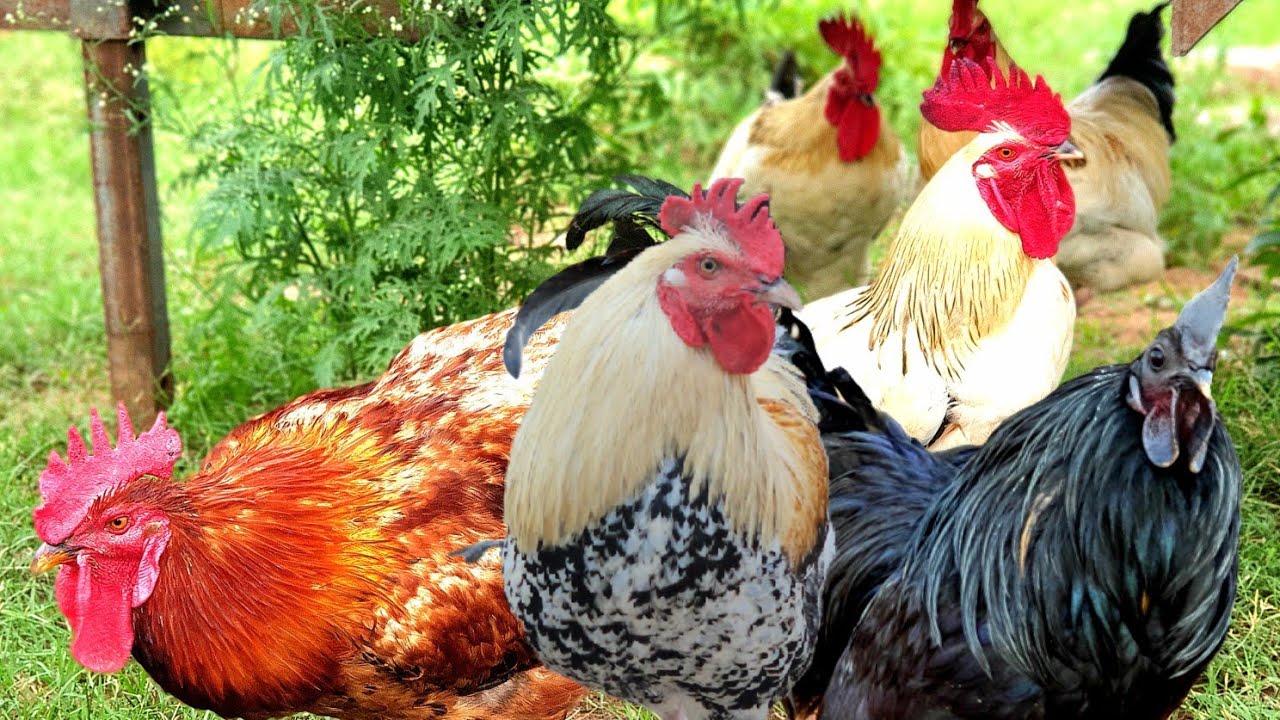 Life Span of Desi Poultry - YouTube