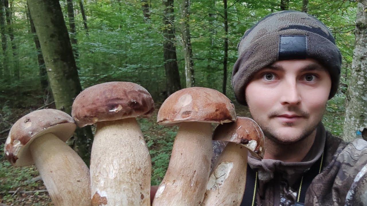 NA HUBÁCH 2024 - Časť 13. Prvé JESENNÉ DUBÁKY + Plný les Bedle Vysoké ...