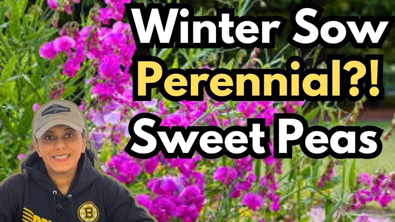 How To Winter Sow Sweet Pea Seeds - YouTube