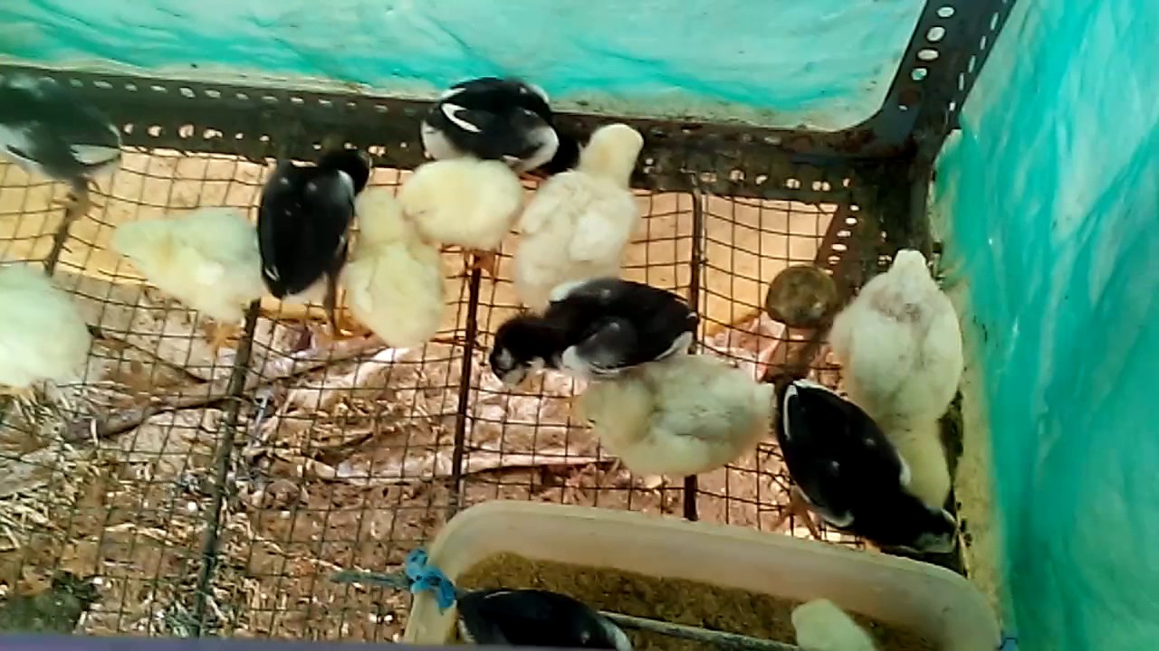 AMAZING, Living Together DOC Broiler and DOC Bangkok - YouTube