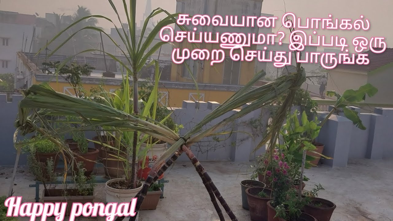 Suvaiyana Pongal /panagalkandu Pongal/Suriya Pongal/How to Make Pongal ...