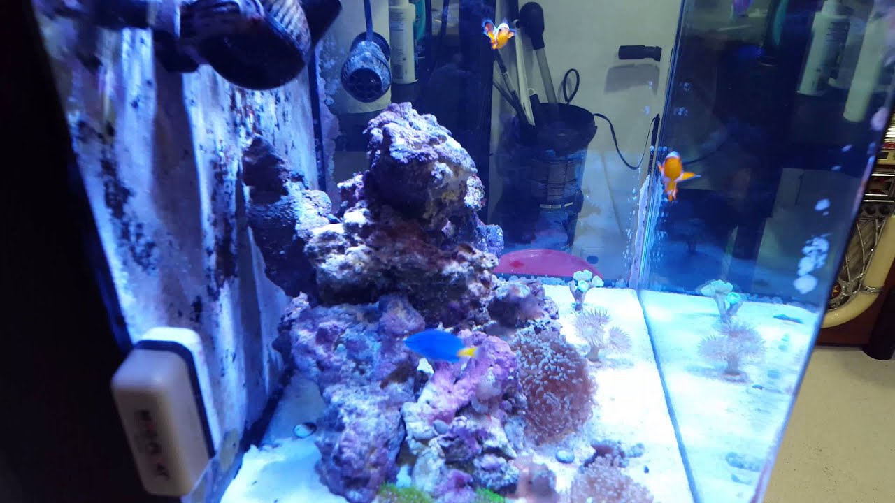 Red Sea Max 130 d With Kessil a 360we - YouTube