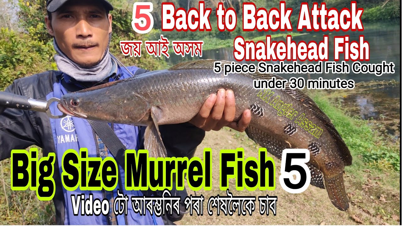 How to Catch Snakehead Fish | Snakehead Fishing | Amazing fishing trips ...