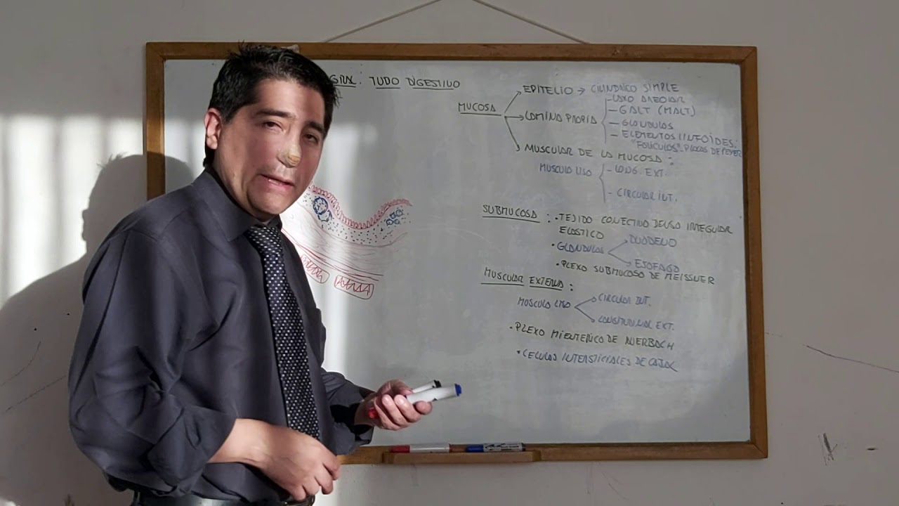 HISTOLOGIA Dr. MOYA - TUBO DIGESTIVO 1 - YouTube