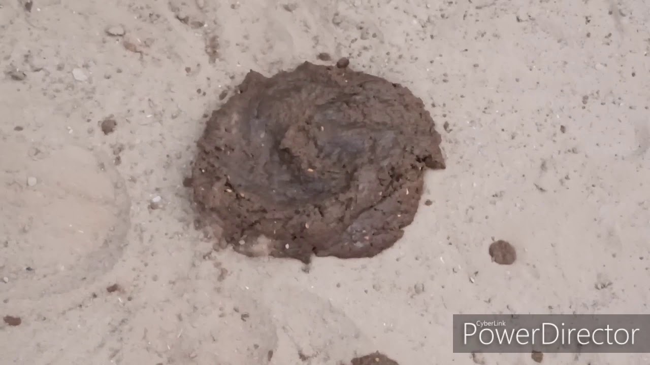 गौमाता के दस्त का रामबाण इलाज/ Treatment of Loose motion for Cows ...