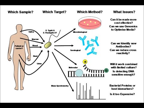 Types of Investigations or Evaluations Done for Typhoid Fever - YouTube