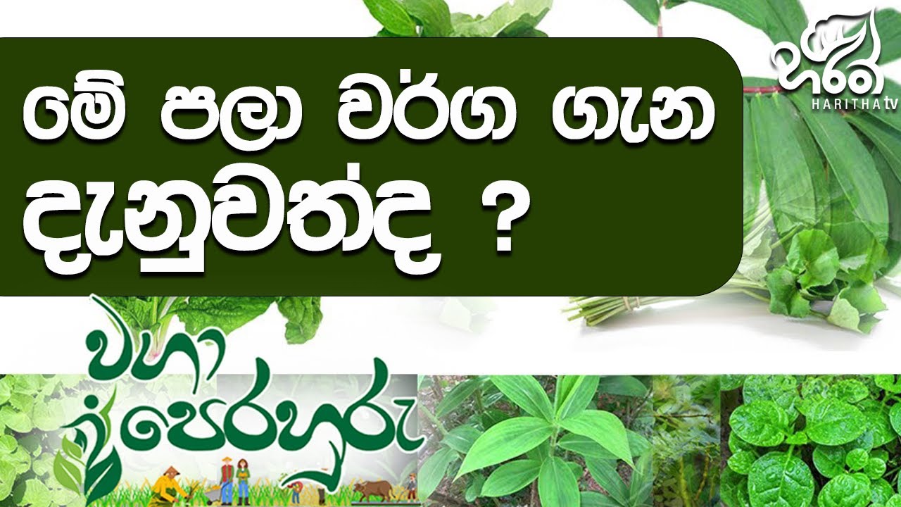 පලා කොළ වර්ග අලුත් විදියට වවමු | Haritha Tv | Waga Perahuru | Pala ...
