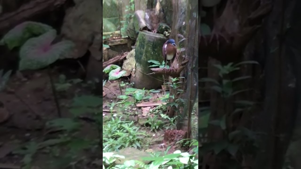 The Loner Bird at Eco Village tourism #shorts #birds - YouTube