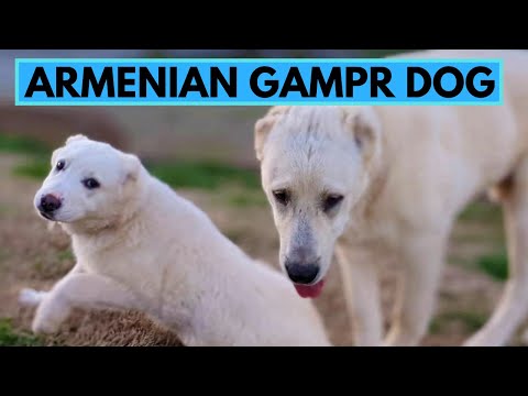 TOP 10 Interesting Facts about the Armenian Gampr Dog [Complete Guide]