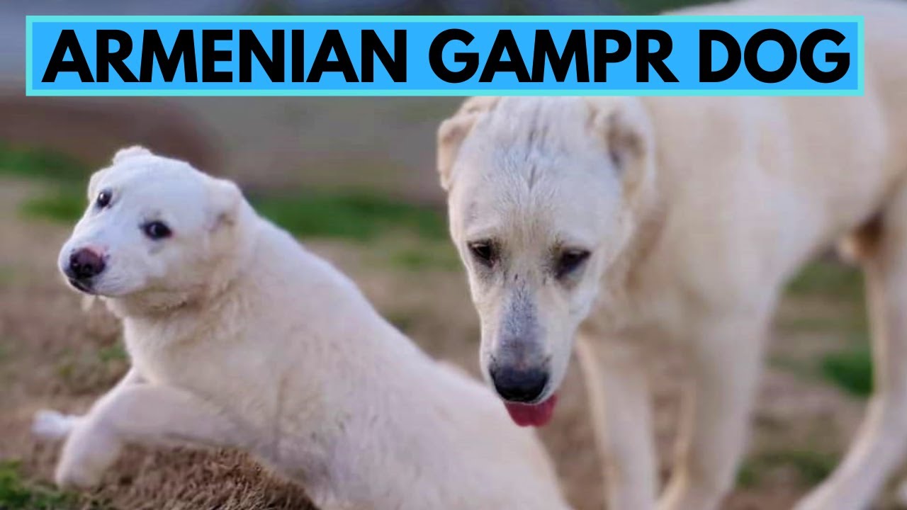 Armenian Gampr Dog - TOP 10 Interesting Facts - YouTube