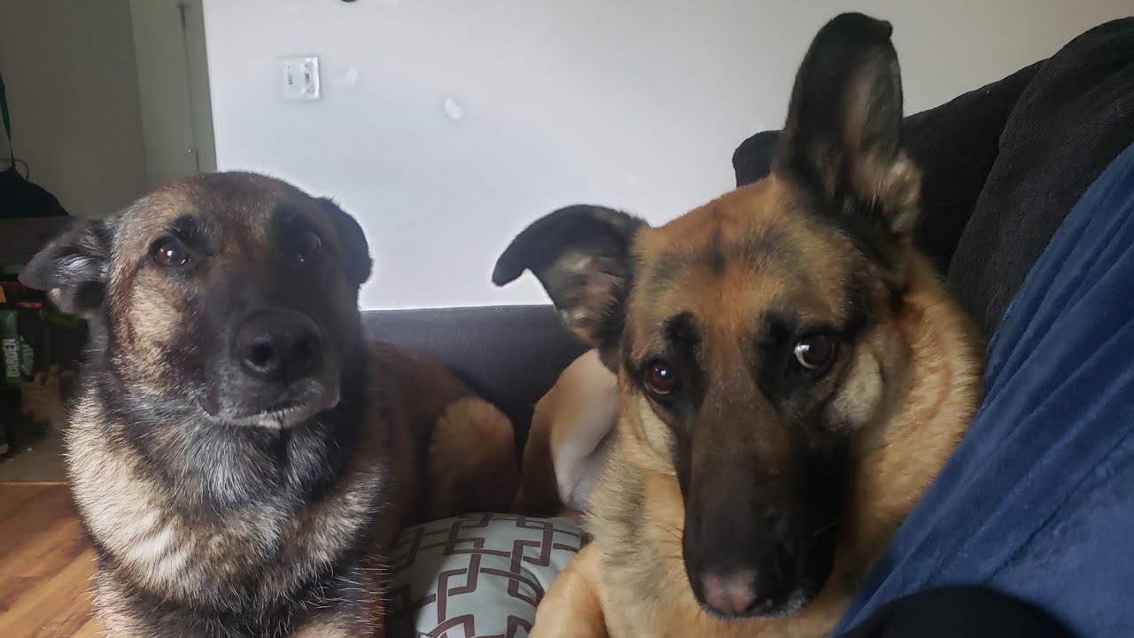 Bad Dogs - YouTube