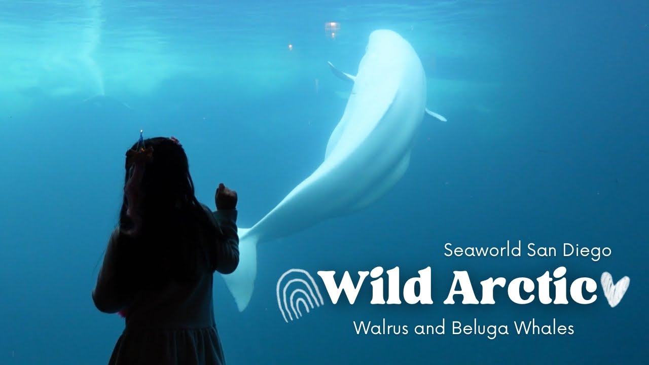 Wild Arctic Seaworld San Diego Dec 2022 - YouTube